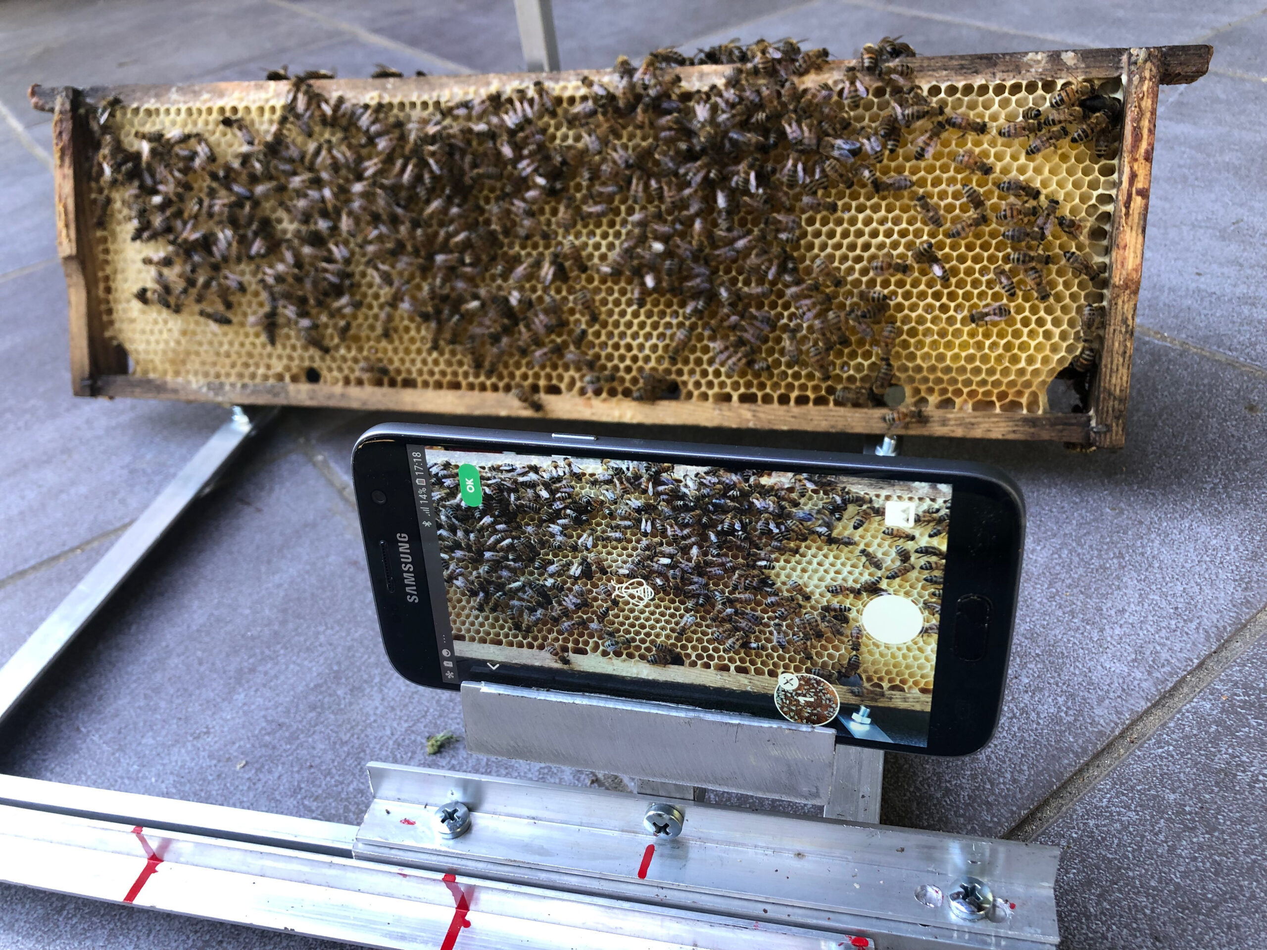 Försäljningssuccé i USA – BeeScanning upptäcker binas värsta fiende i tid - Linköping Science Park